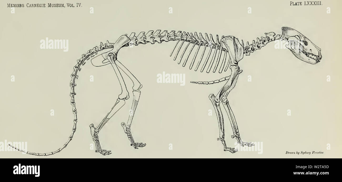 Description of new carnivores from the Miocene of western Nebraska ...