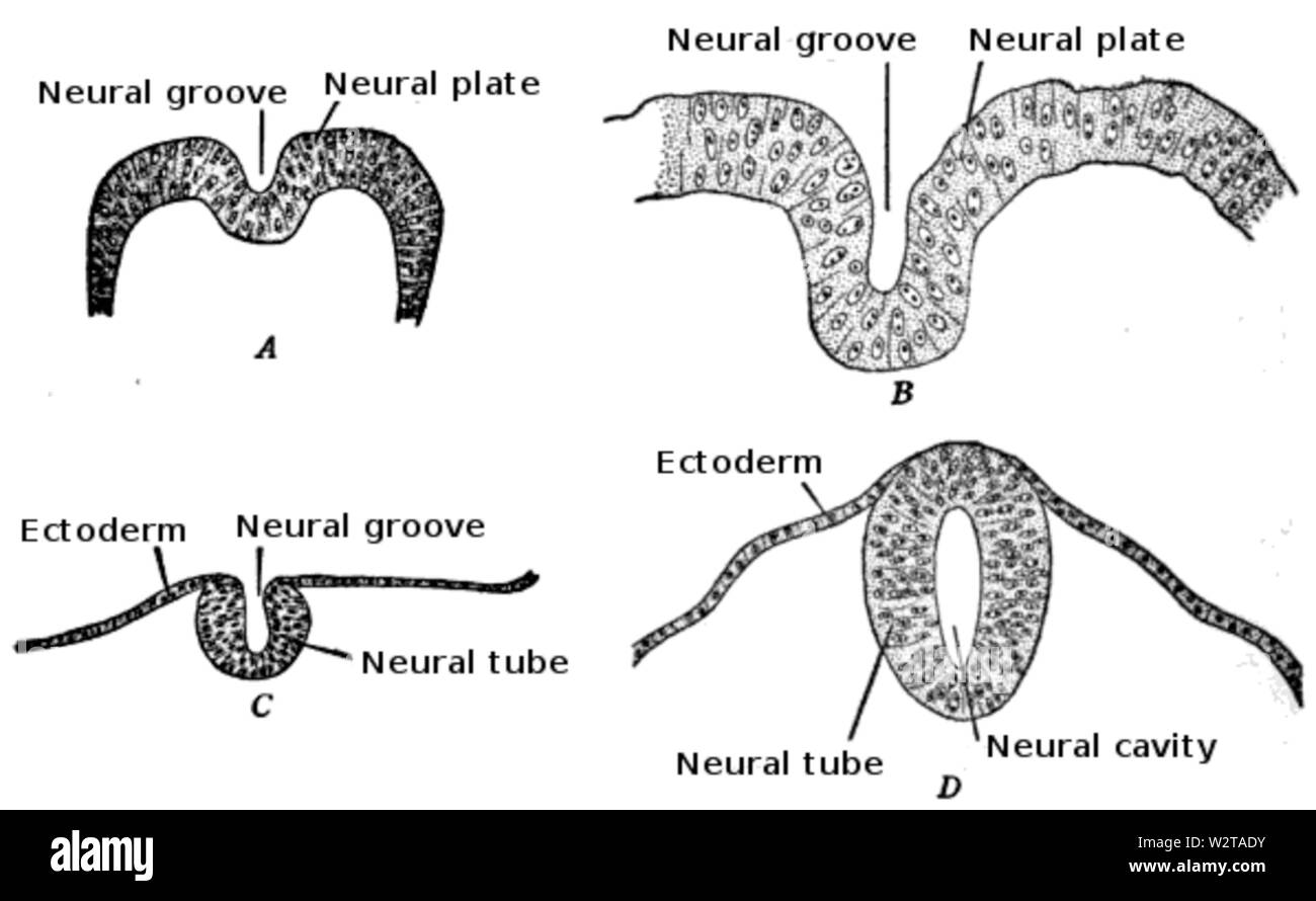 Development of the neural tube Stock Photo - Alamy