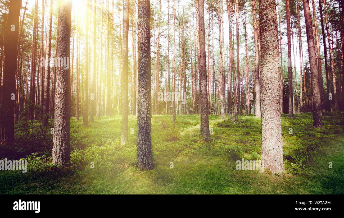 Nature of light hi-res stock photography and images - Alamy