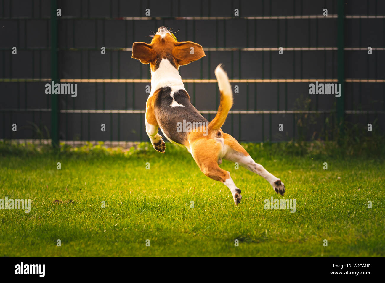 Beagle dog jumps to catch a ball in garden. Dog background Stock Photo ...