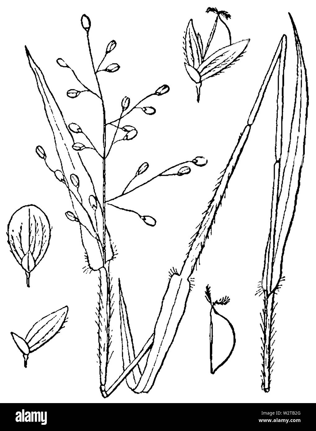 Dichanthelium oligosanthes (as Panicum scribnerianum) BB-1913 Stock ...