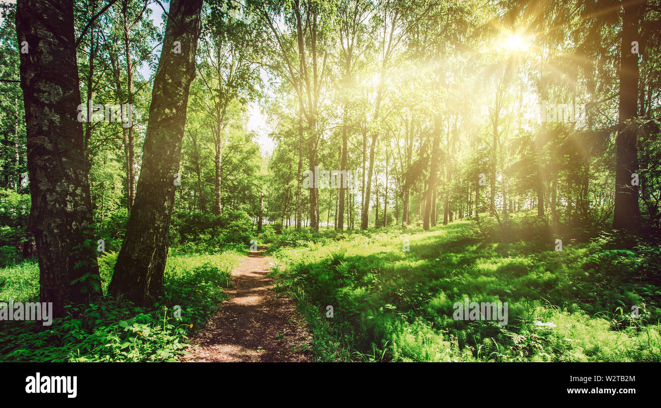 Beautiful park background Stock Photo - Alamy