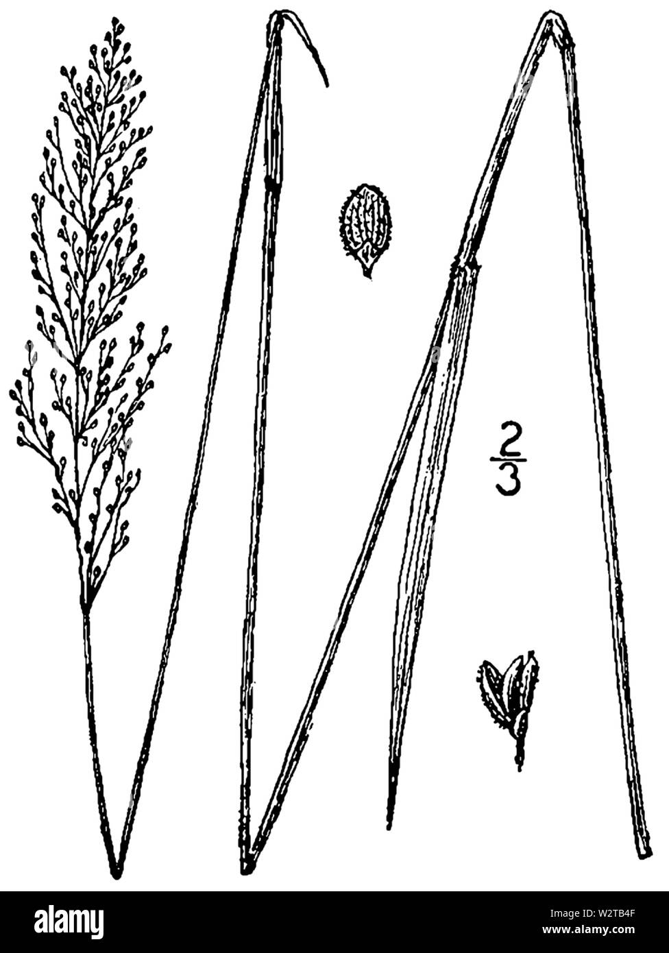 Dichanthelium acuminatum var densiflorum (as Panicum paucipilum) BB ...