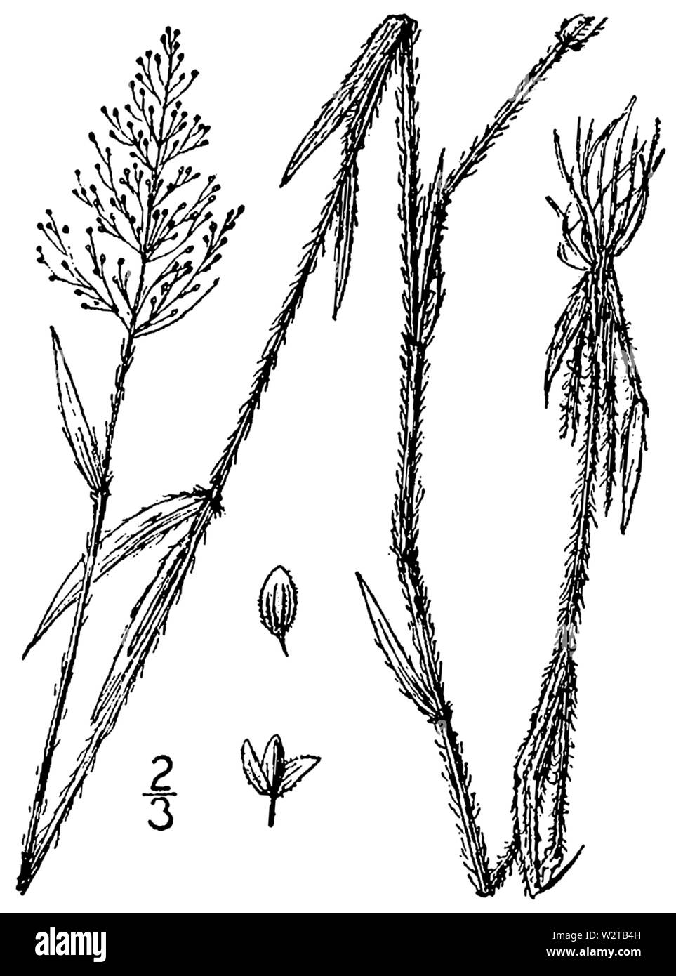Dichanthelium acuminatum var longiligulatum (as Panicum leucothrix) BB ...