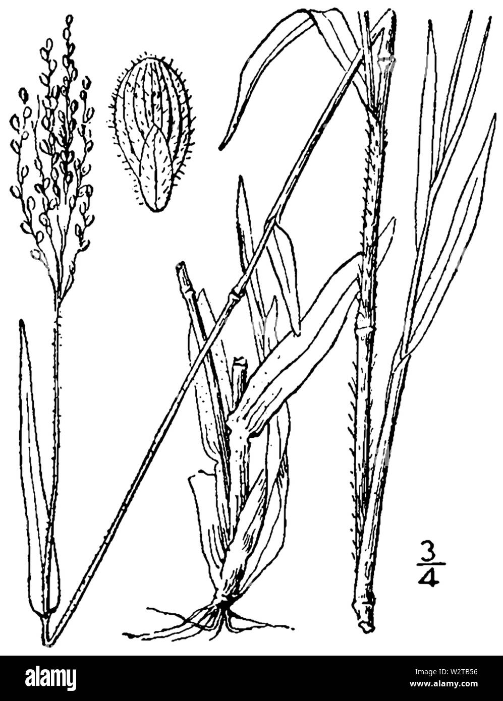 Dichanthelium acuminatum var acuminatum (as Panicum addisonii) BB-1913 ...