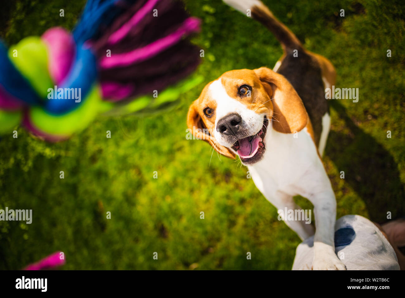 Beagle dog jumping on two feet with mouth open to get a toy . View from ...