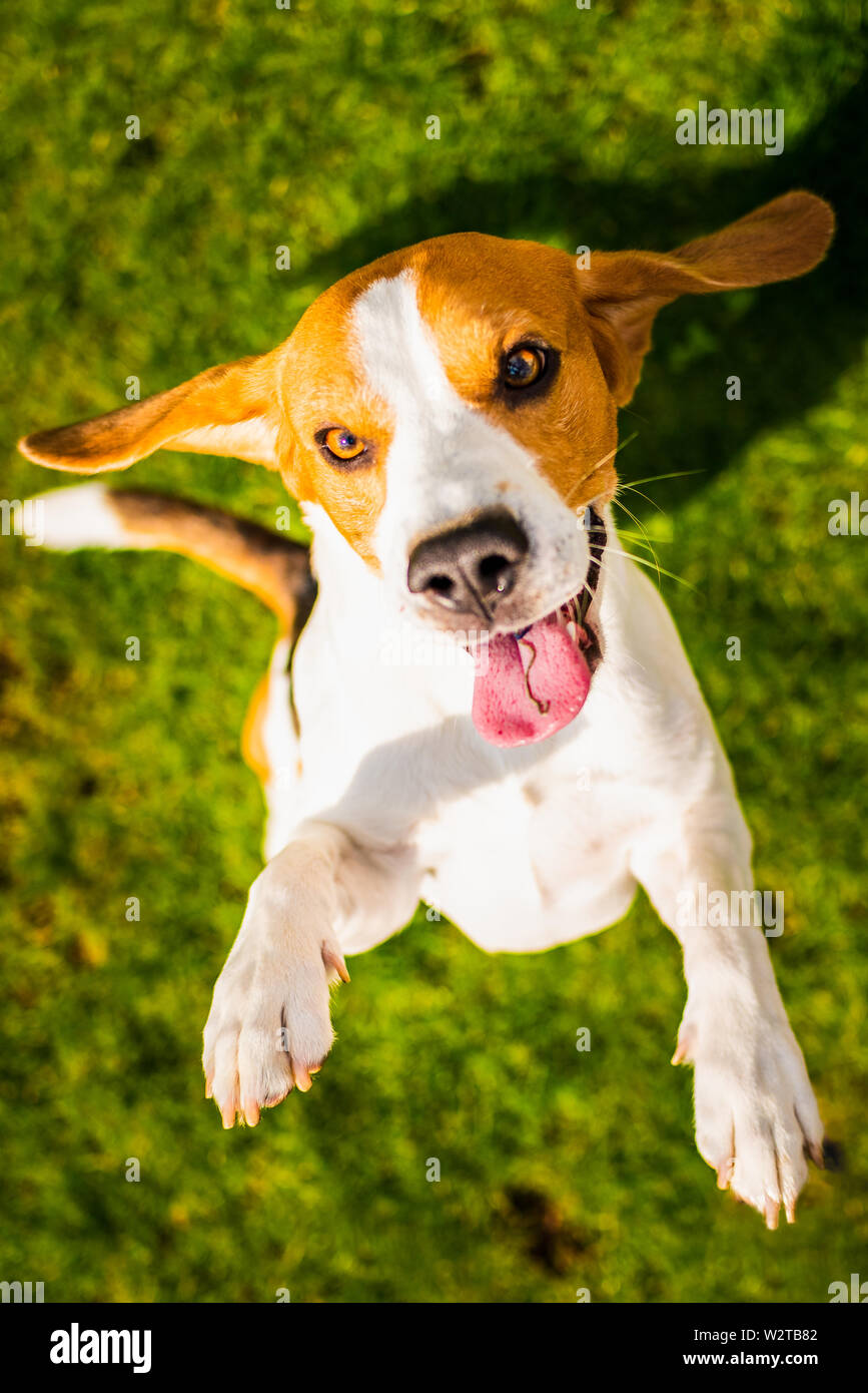 Beagle dog jumping on two feet with mouth open. View from above Stock ...
