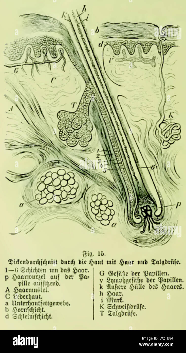 Die Frau als Hausärztin (1911) 015 Dickendurchschnitt durch die Haut ...