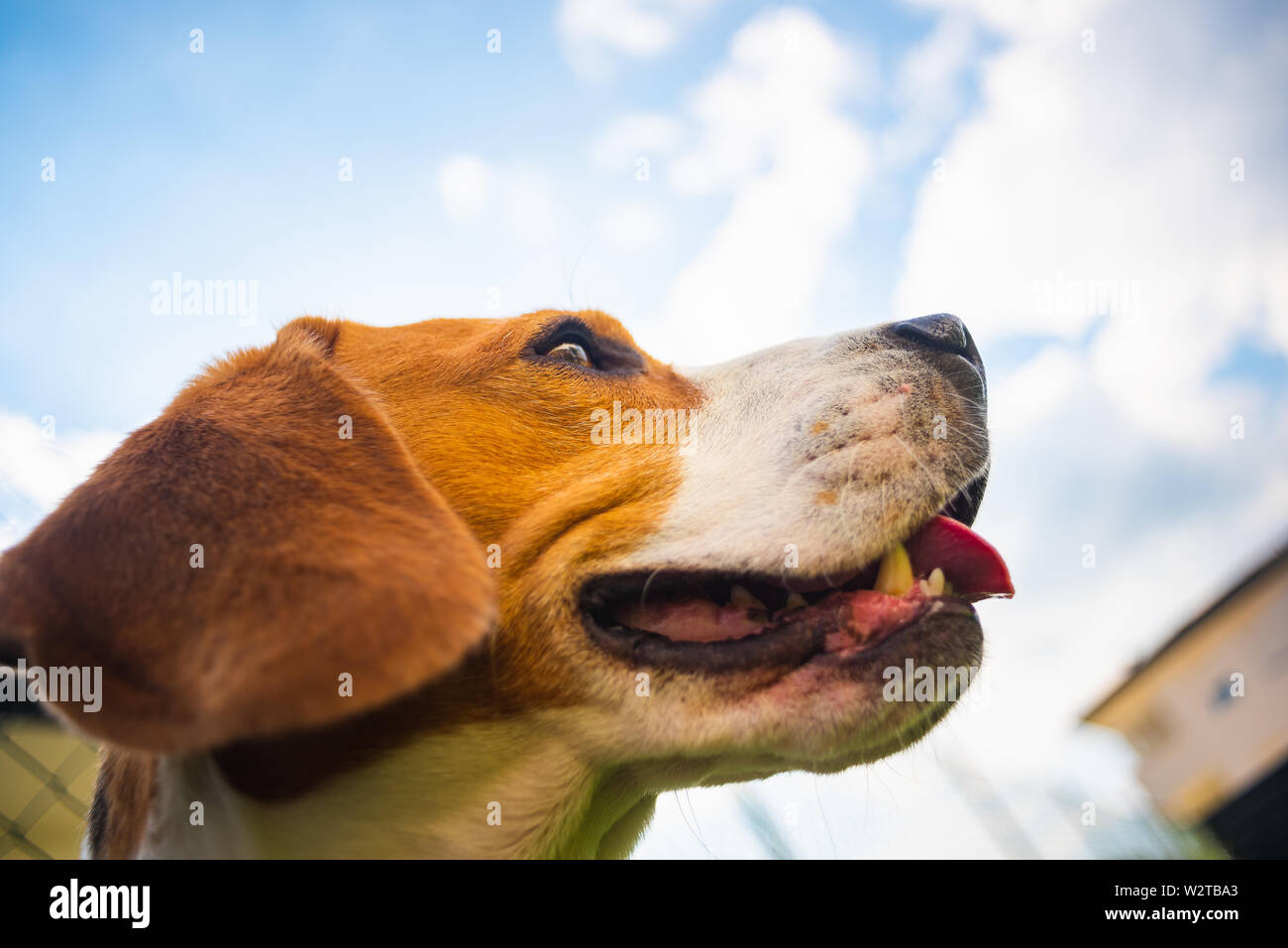 Portrait of beagle dog head against blue sky with white clouds in the ...