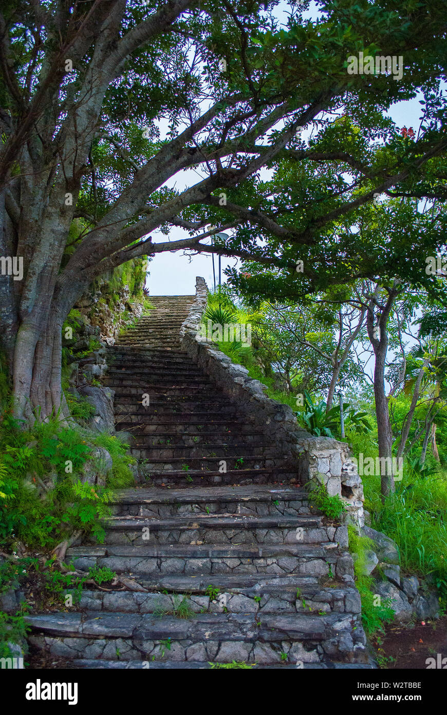 Beautiful old stone stairs surrounded by green flora wildlife and tall ...