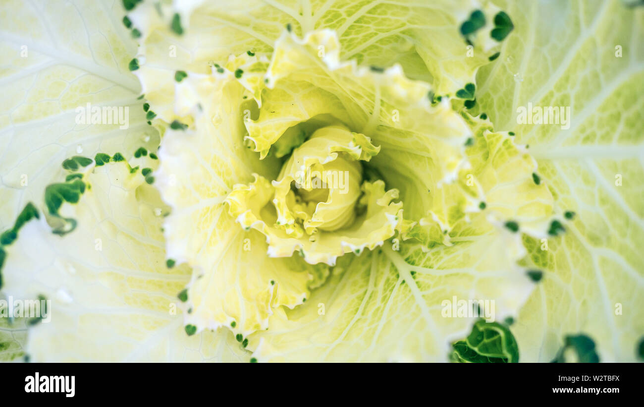 Spring countryside flower hi-res stock photography and images - Alamy
