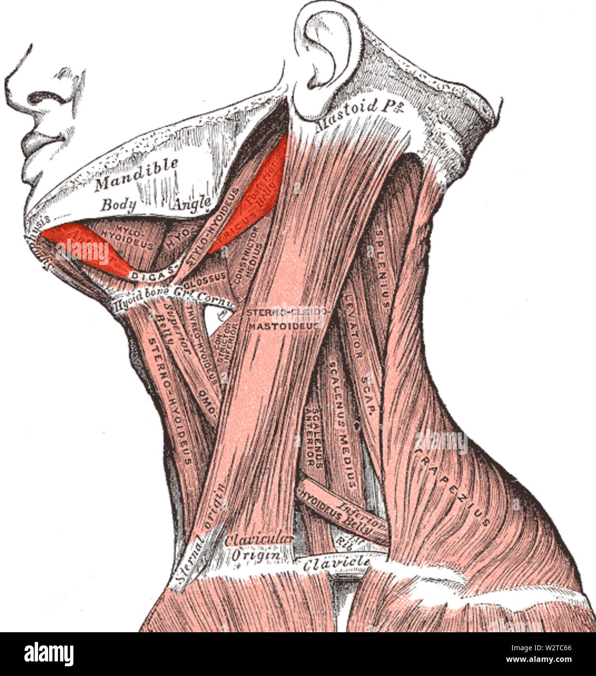 Digastric muscle hi-res stock photography and images - Alamy
