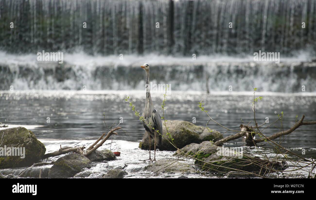 Waterfall at river dodder in dublin hi-res stock photography and images ...
