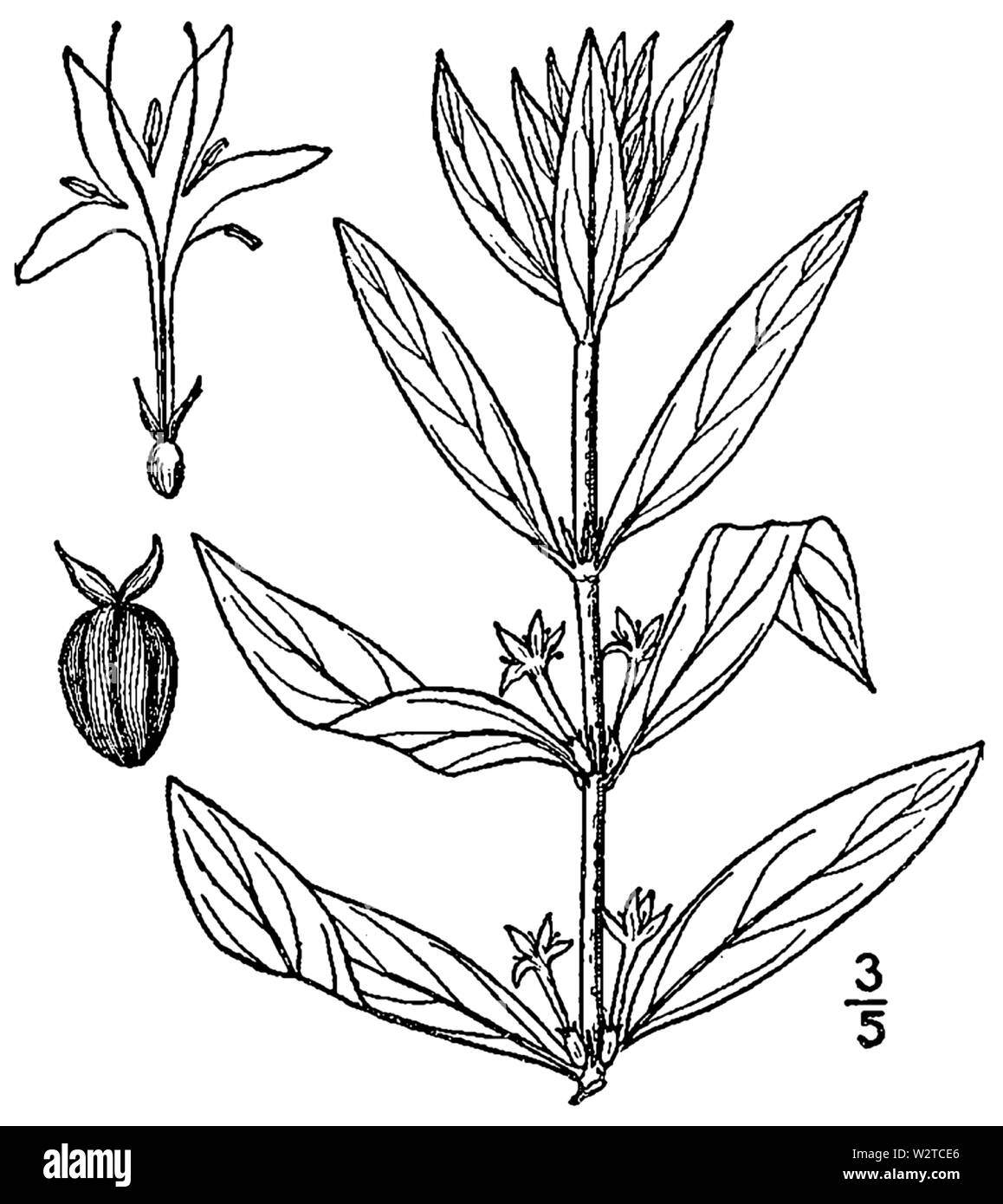 Botanical illustration of Diodia virginiana from 1913 Stock Photo - Alamy