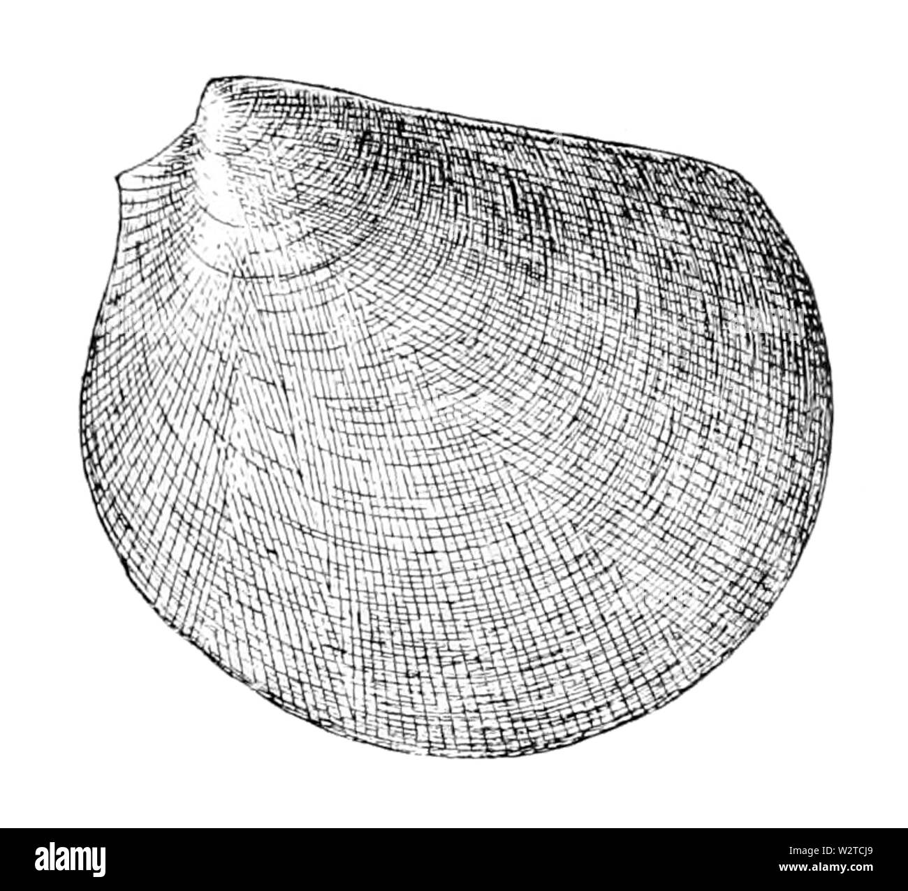 Albicoma hi-res stock photography and images - Alamy