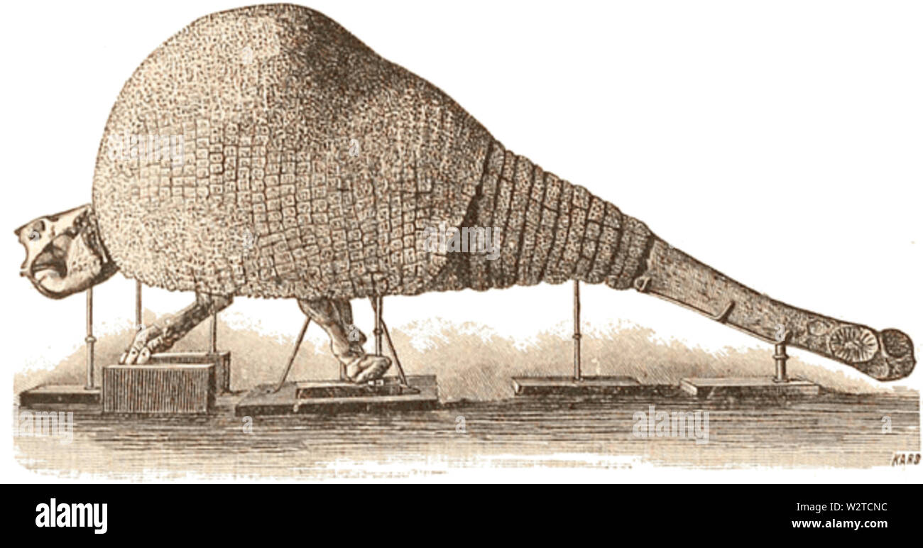 Doedicurus hi-res stock photography and images - Alamy