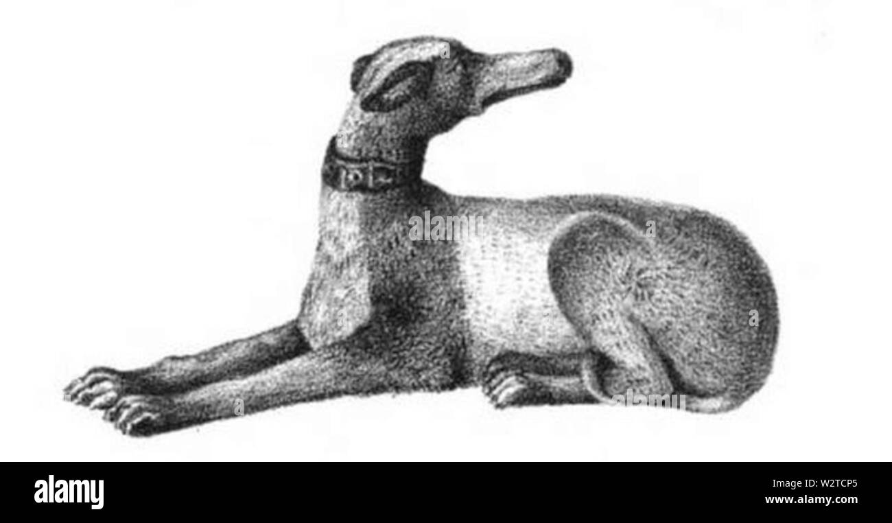 Hunting dog historical Cut Out Stock Images & Pictures - Alamy