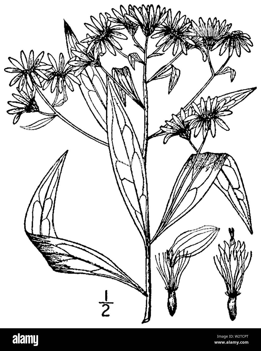 Doellingeria umbellata hi-res stock photography and images - Alamy