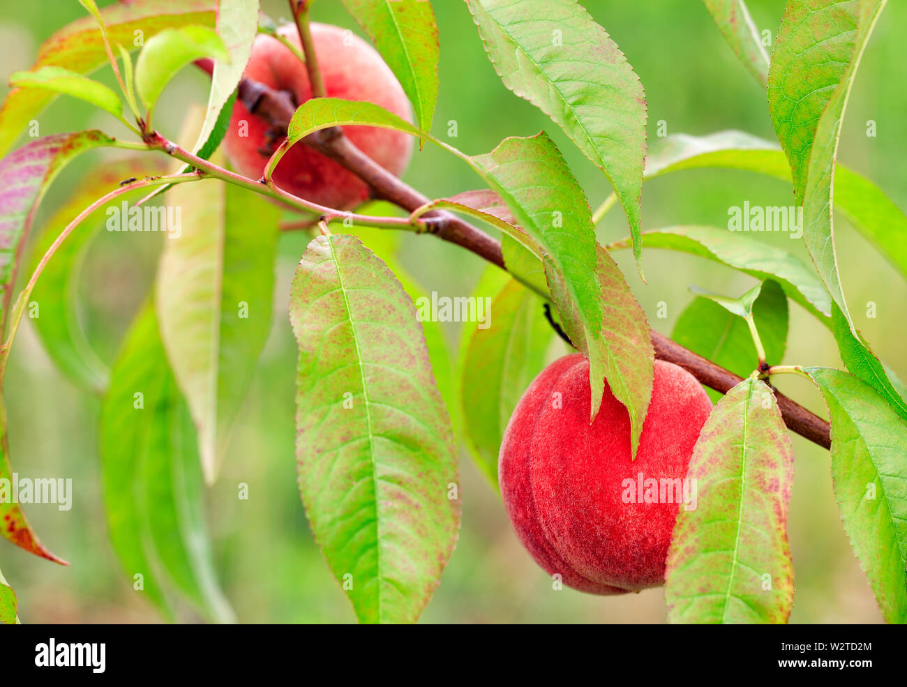 Give peach hi-res stock photography and images - Alamy