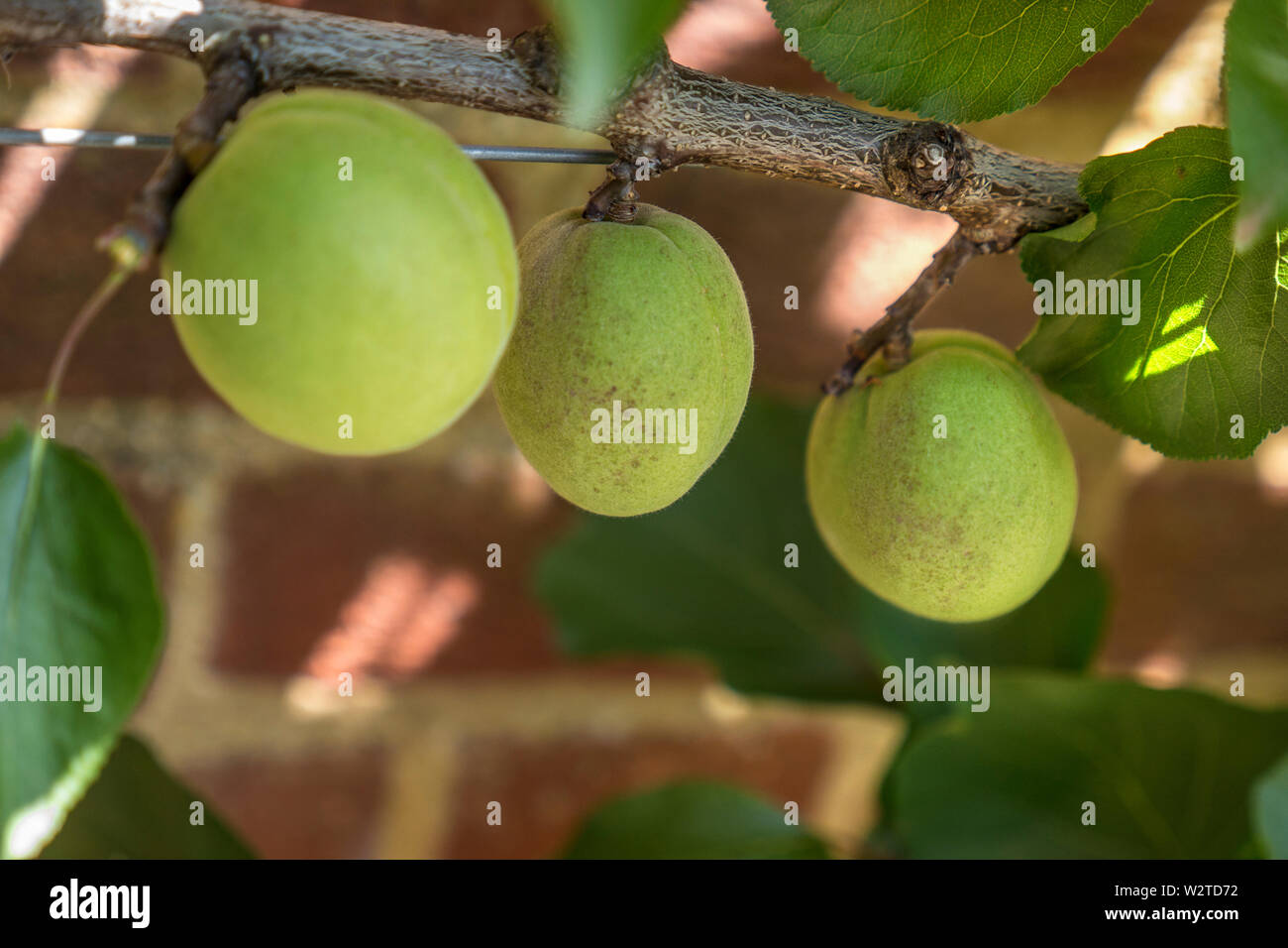 Espalier fruit tree hi-res stock photography and images - Alamy