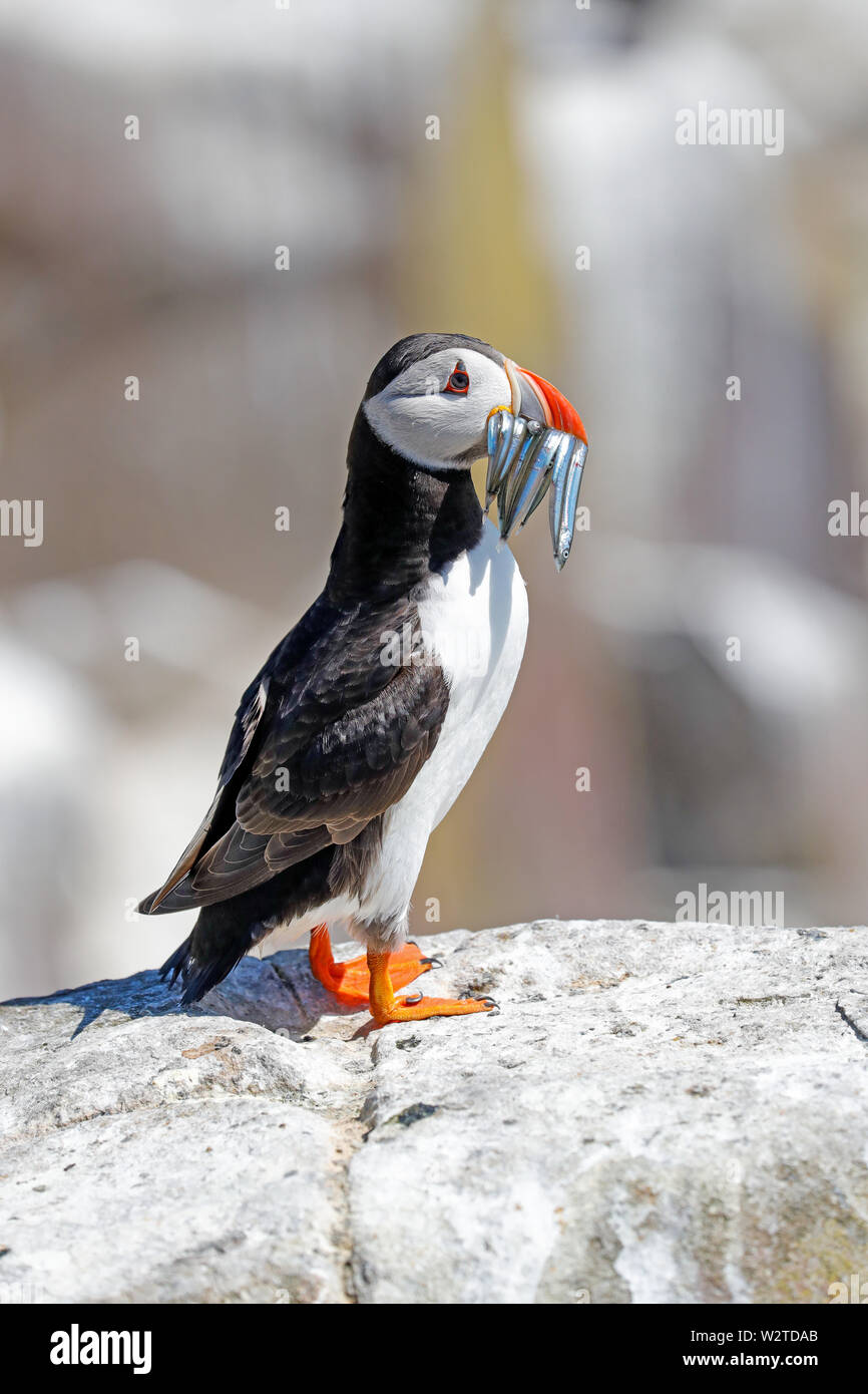Atlantic puffin breeds hi-res stock photography and images - Alamy