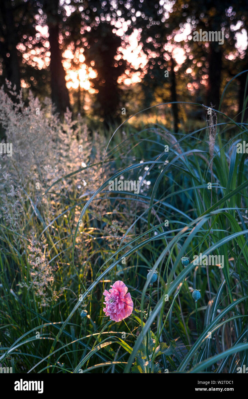 Surrounded by ornamental grasses hi-res stock photography and images ...