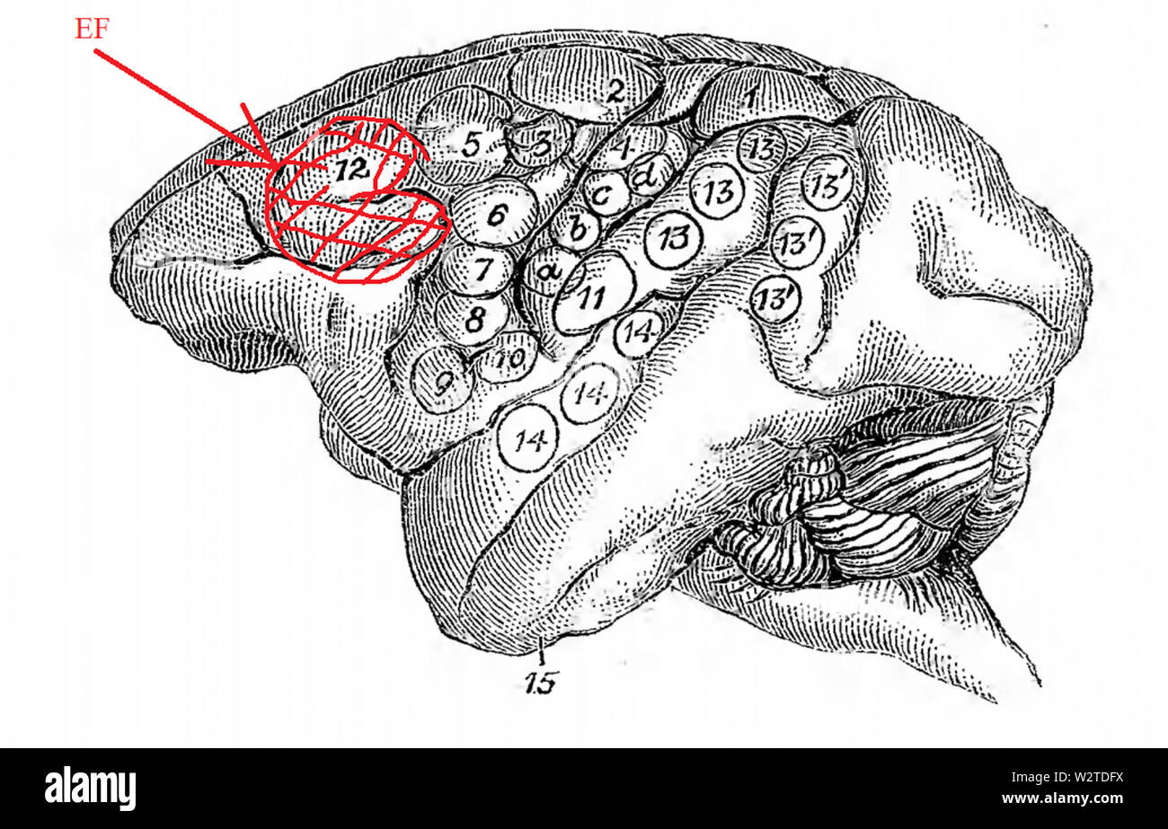 Dr David Ferrier's Original Eye Field Brain Map in Monkeys Stock Photo ...