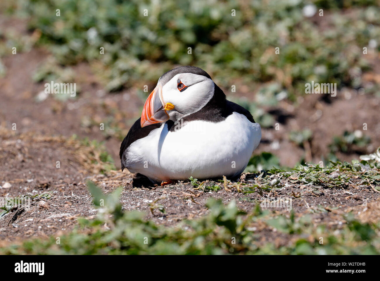 Atlantic puffin breeds hi-res stock photography and images - Alamy