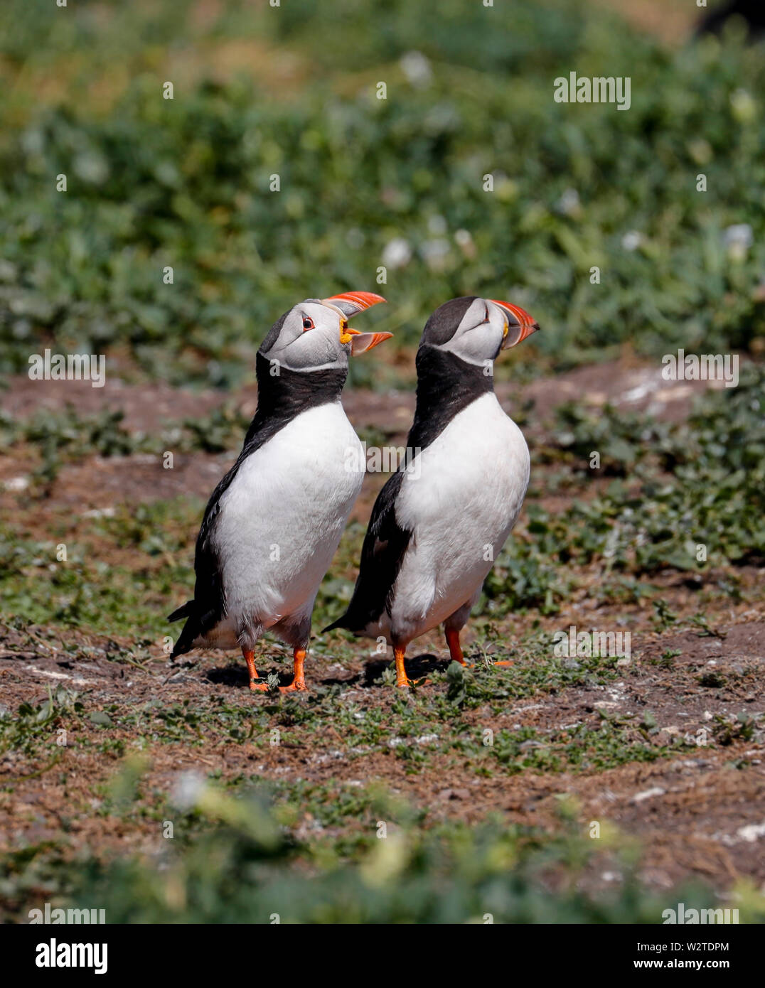 Atlantic puffin breeds hi-res stock photography and images - Alamy