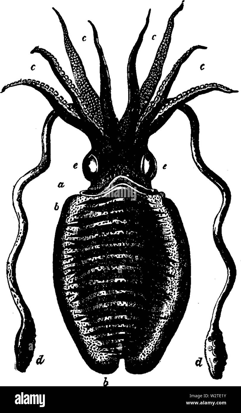 Drawing of Sepia officinalis Stock Photo - Alamy