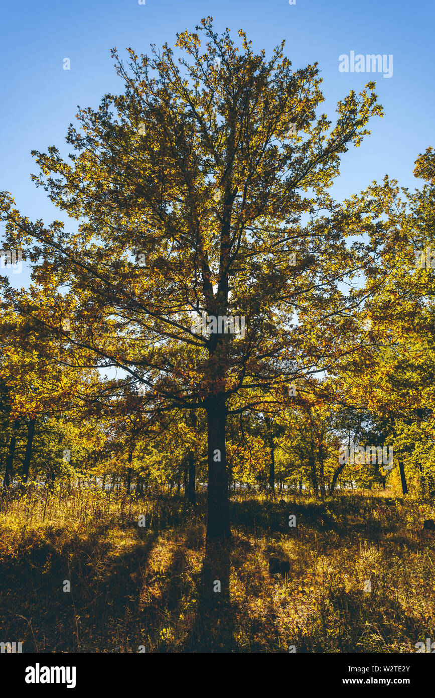 Yellow oak tree in autumn forest with back light Stock Photo - Alamy