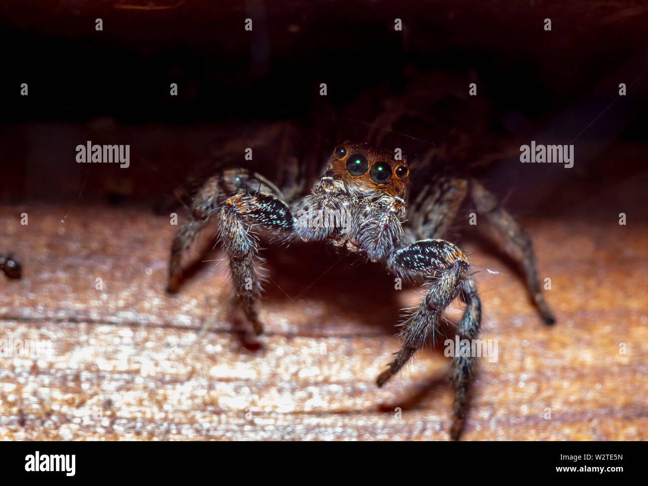 beautiful macro photo of a jumping spider Stock Photo - Alamy