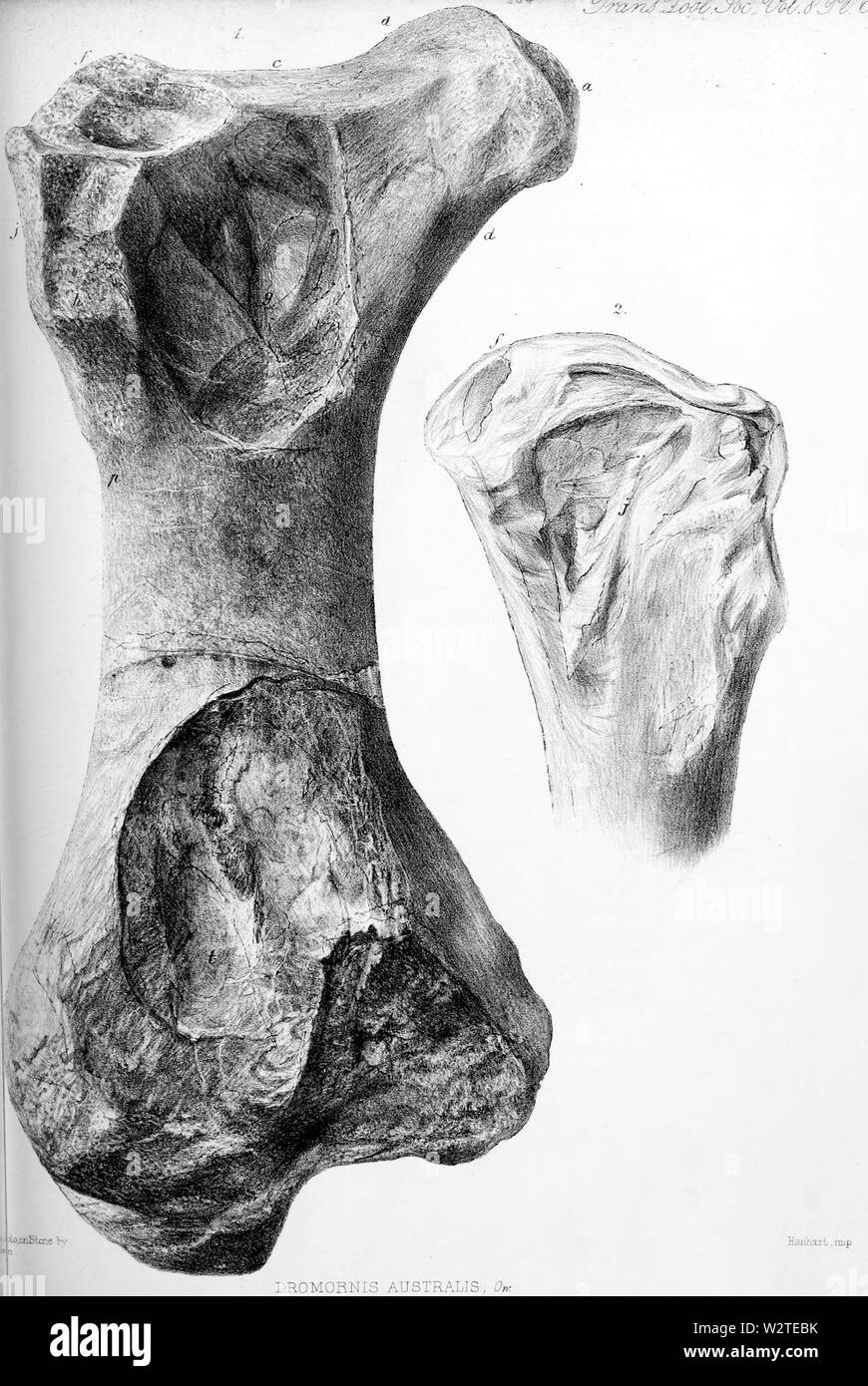 Dromornis hi-res stock photography and images - Alamy