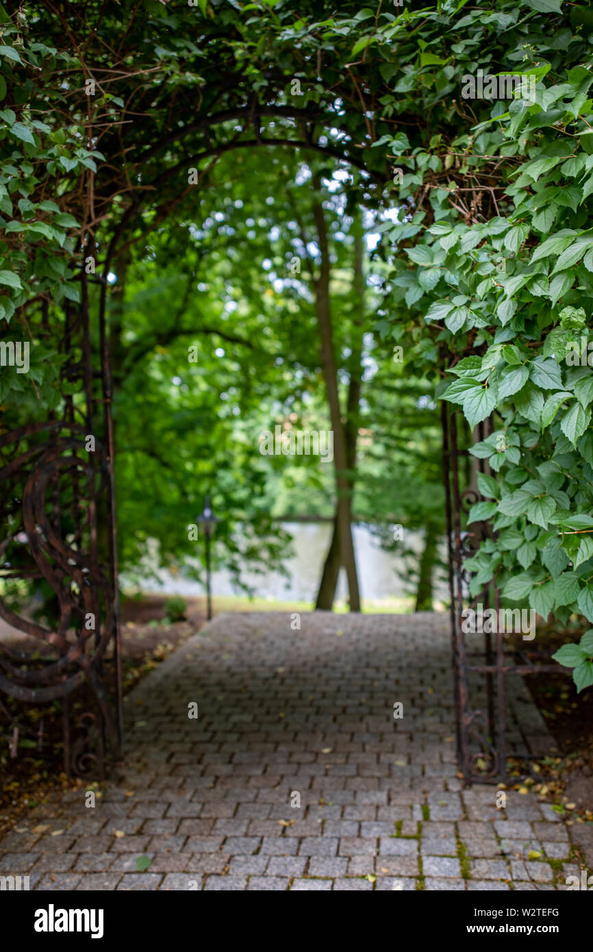 Climbing plant through hedge hi-res stock photography and images - Alamy
