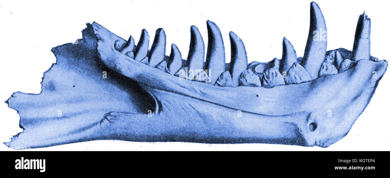 Dynamosaurus Type Specimen Highlighted in Blue Stock Photo - Alamy