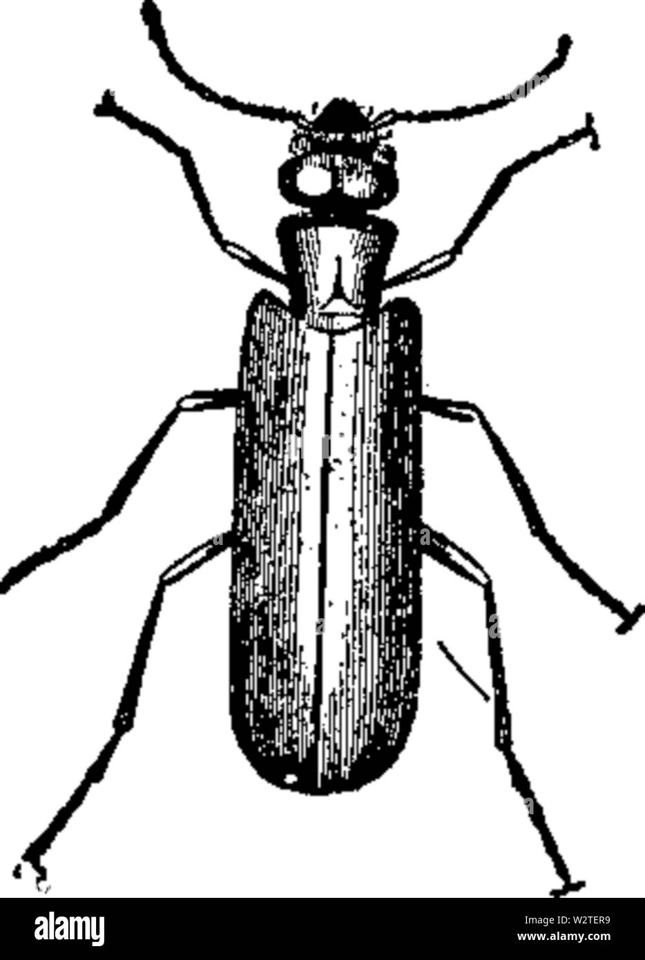 Beetle adaptation Black and White Stock Photos & Images - Alamy