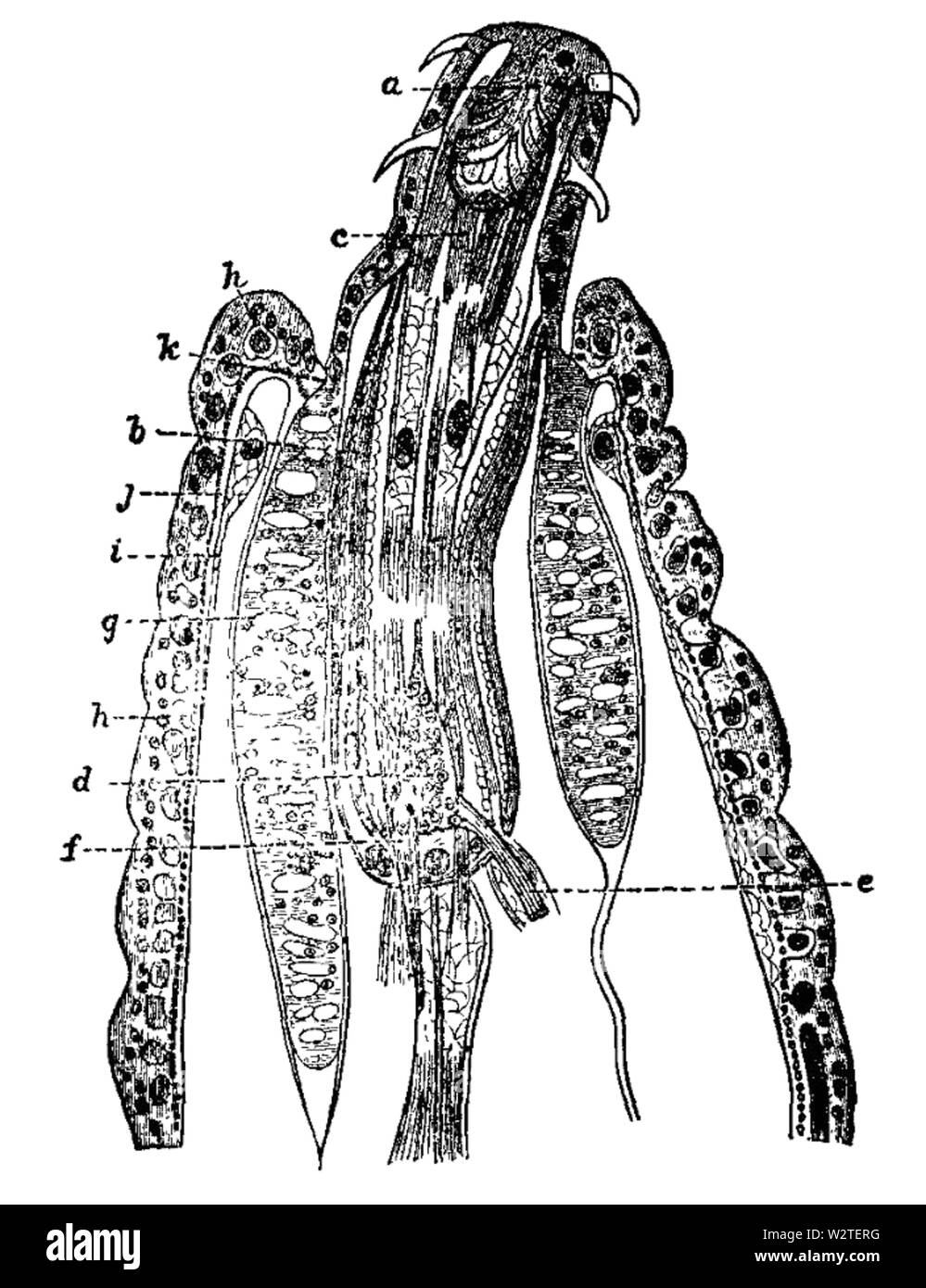 Acanthocephala Black and White Stock Photos & Images - Alamy