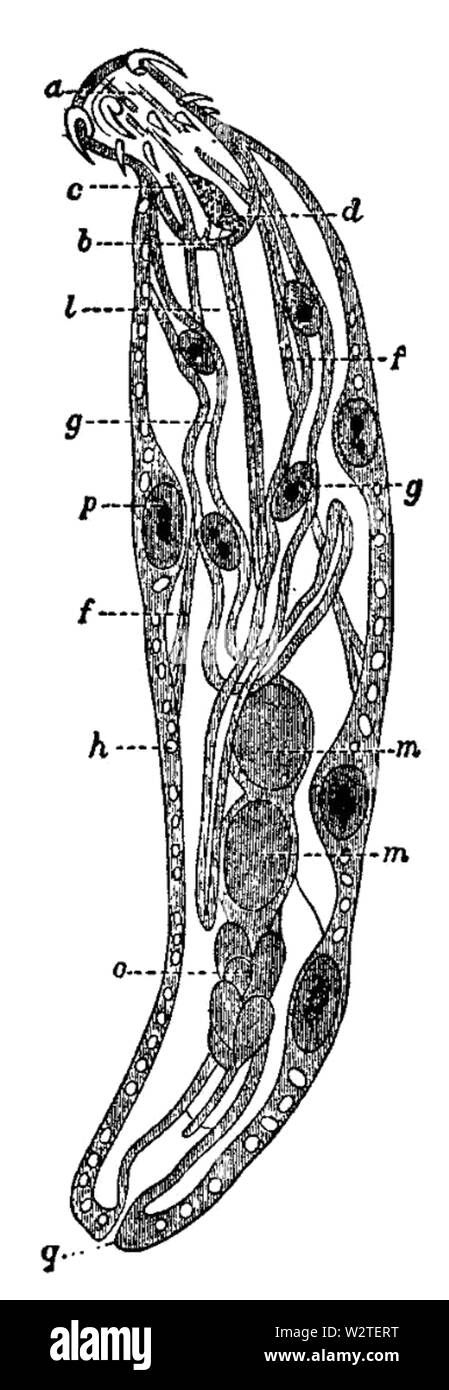 Acanthocephala hi-res stock photography and images - Alamy