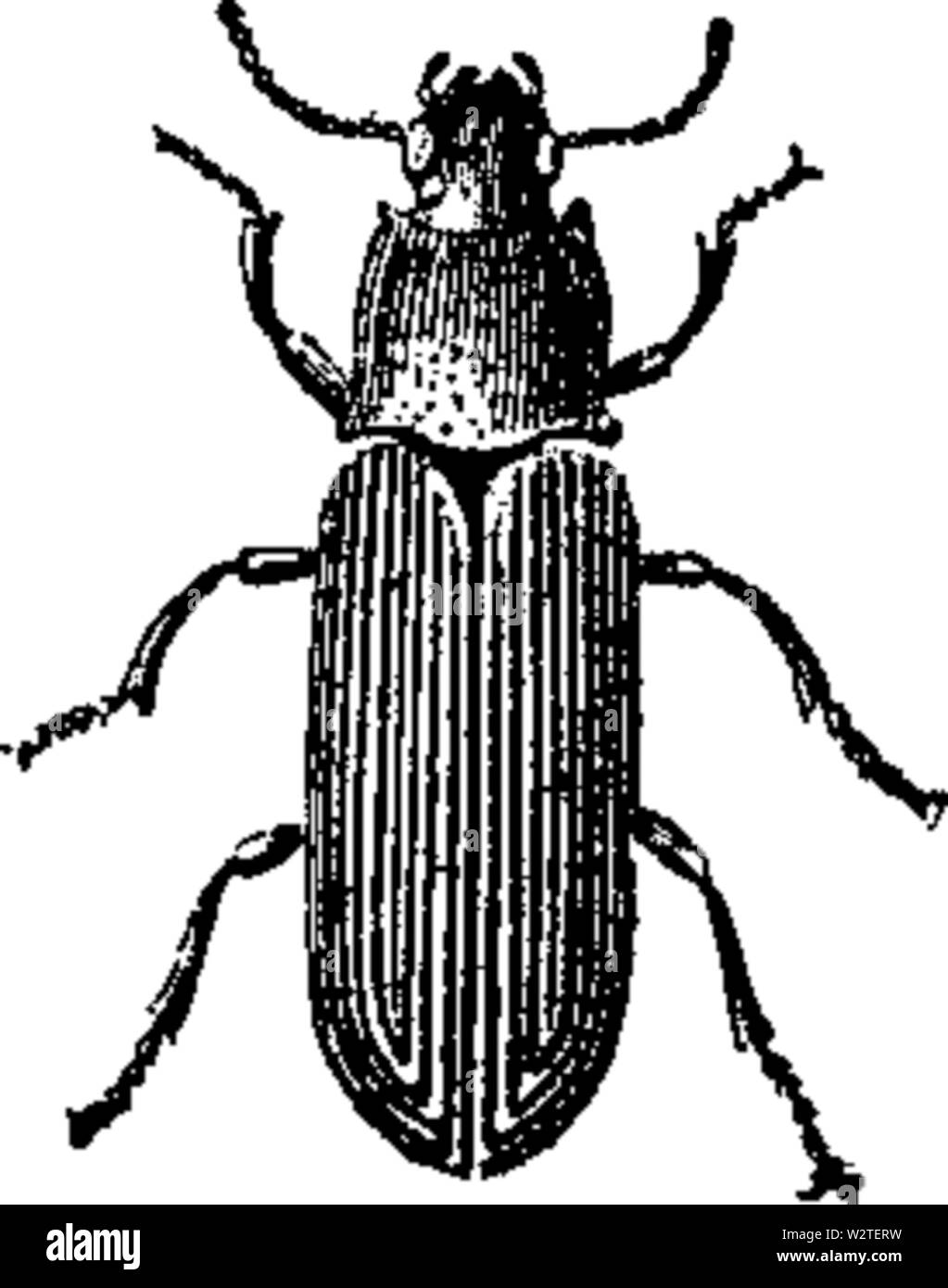 Beetles study Cut Out Stock Images & Pictures - Alamy