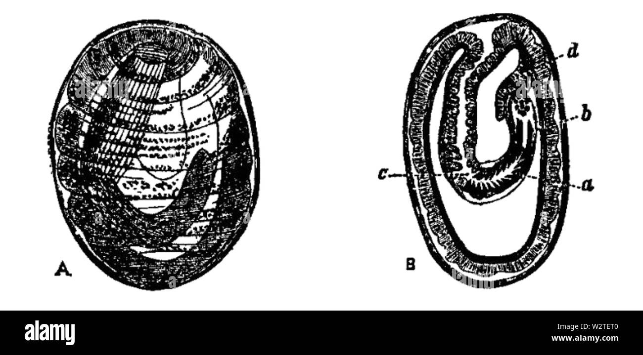 Acanthocephala Black and White Stock Photos & Images - Alamy