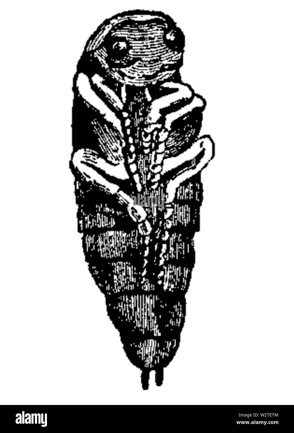 Metamorphosis of beetles hi-res stock photography and images - Alamy