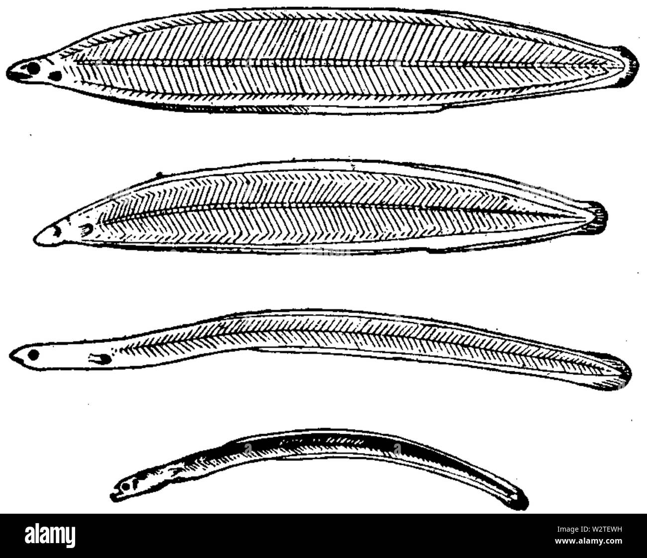 Eel anguilla Cut Out Stock Images & Pictures - Alamy