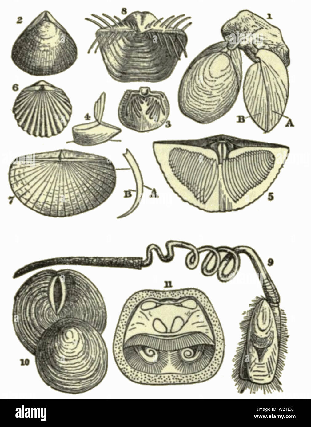 Brachiopoda hi-res stock photography and images - Alamy