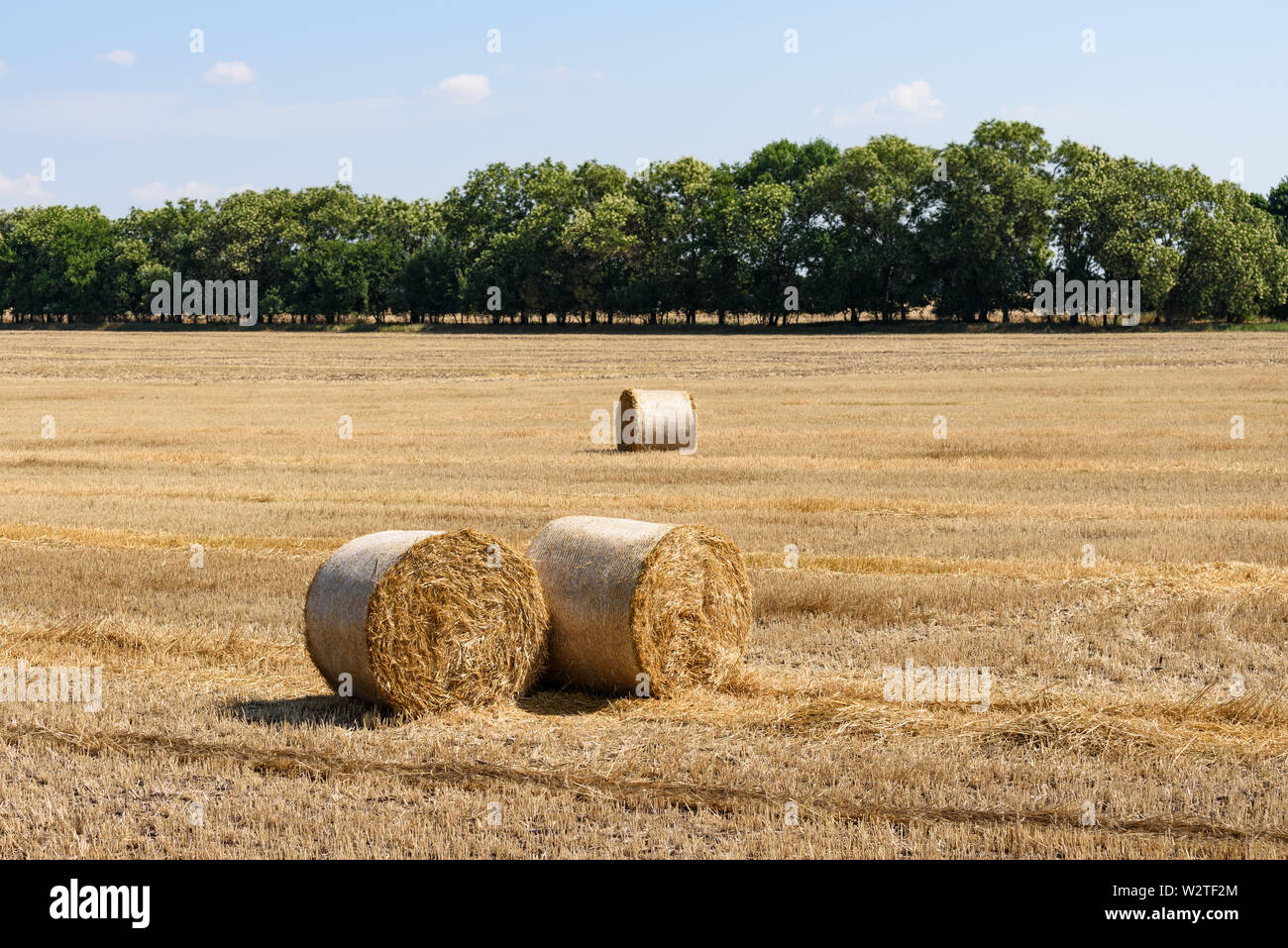 Harvesting wheat. Bales of straw on the field. Hot summer day. Rural ...