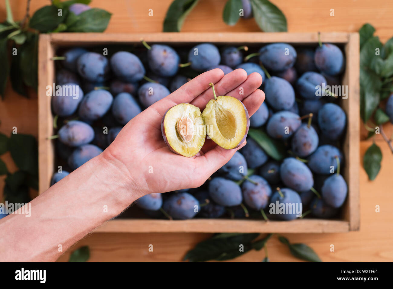 Harvest of plums in a wooden box. The guy holds a ripe plum in his hand ...