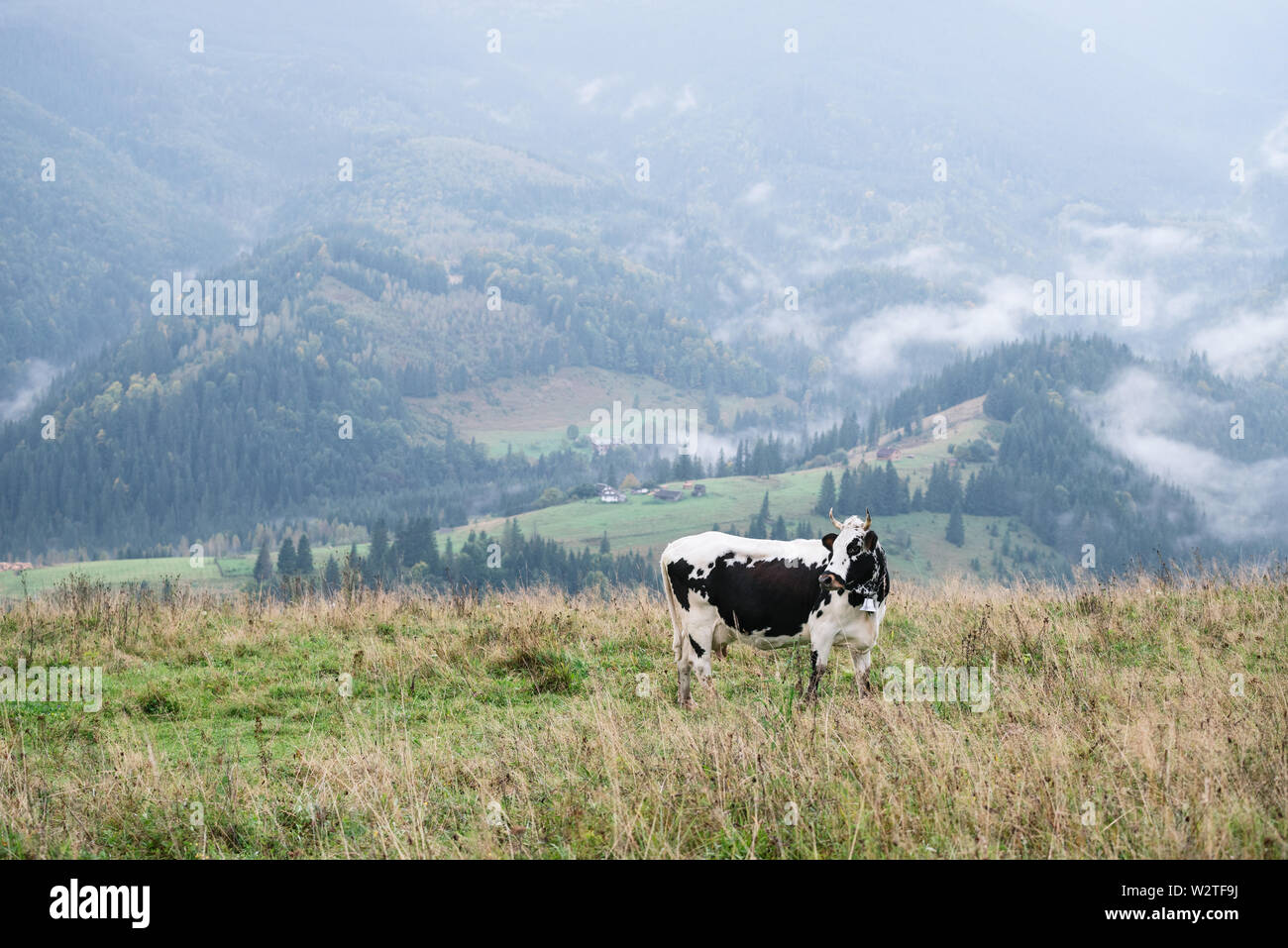 Spotted cow hi-res stock photography and images - Alamy