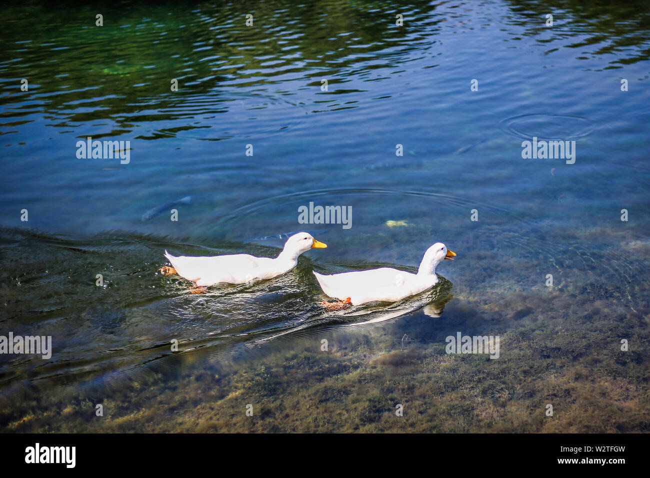White ducks swimming hi-res stock photography and images - Alamy