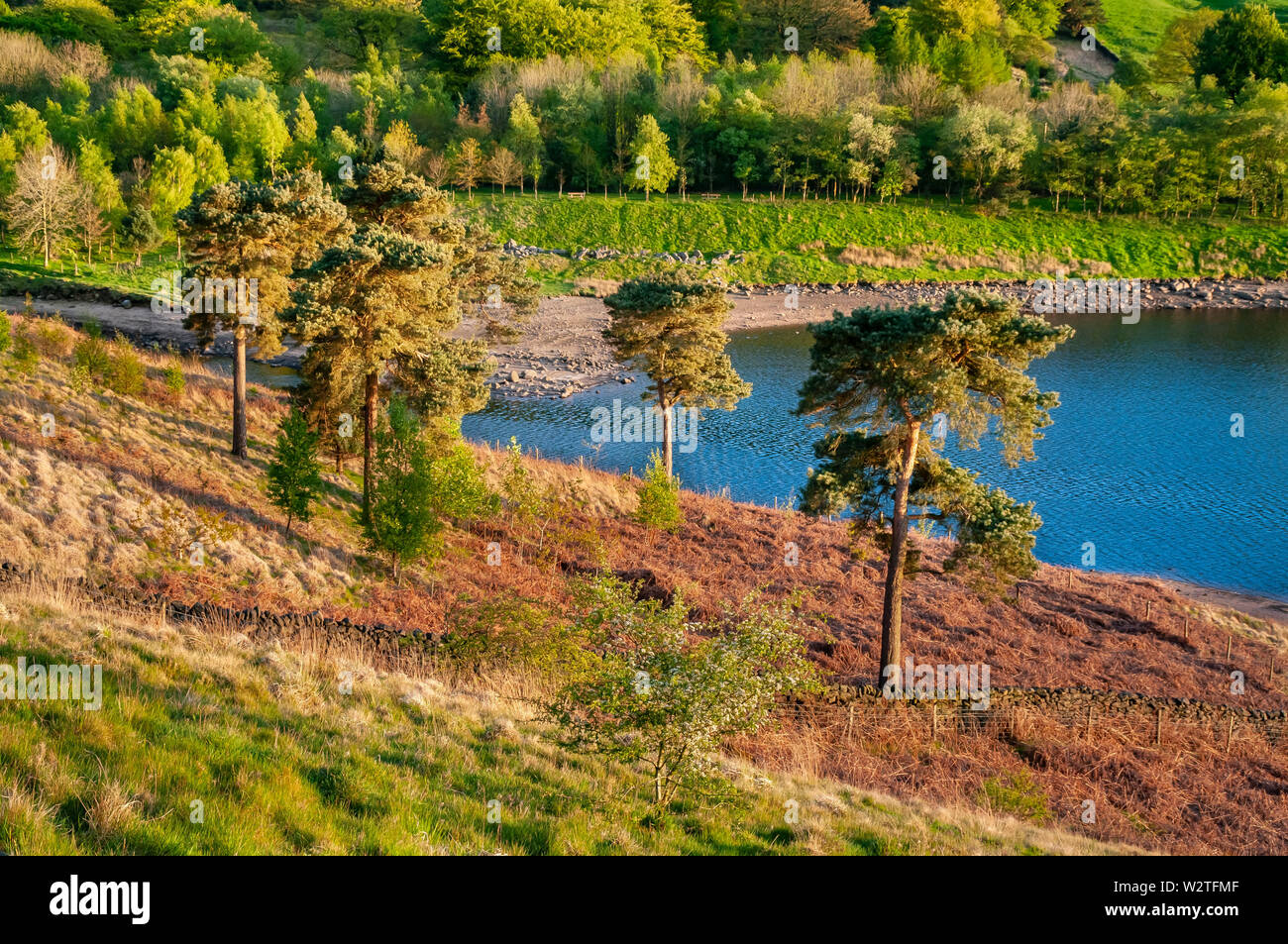 Trees near the water's edge at Dove Stone Reservoir near Oldham ...
