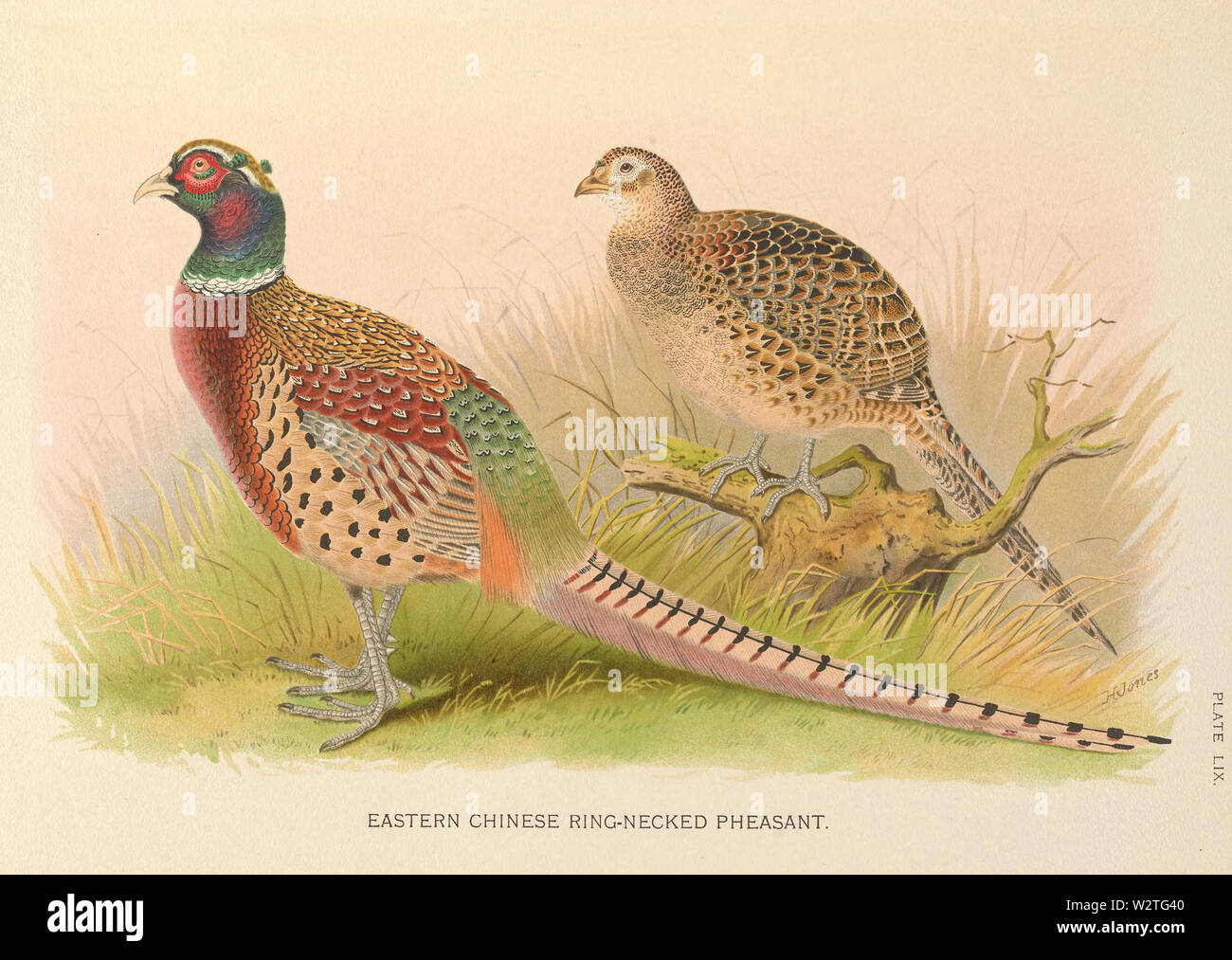 Eastern Chinese Ring-necked Pheasant by H Jones Stock Photo - Alamy