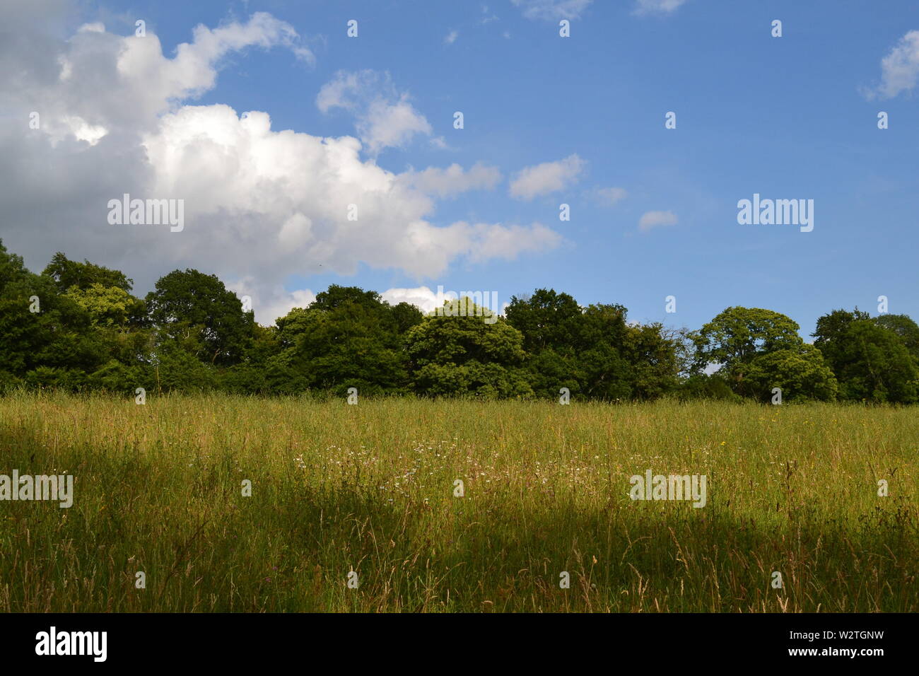 Rewilded Meadows High Resolution Stock Photography and Images - Alamy